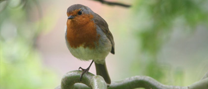 UrbanBird_robin - Urban Bird Foundation | Birds. People. Communities.