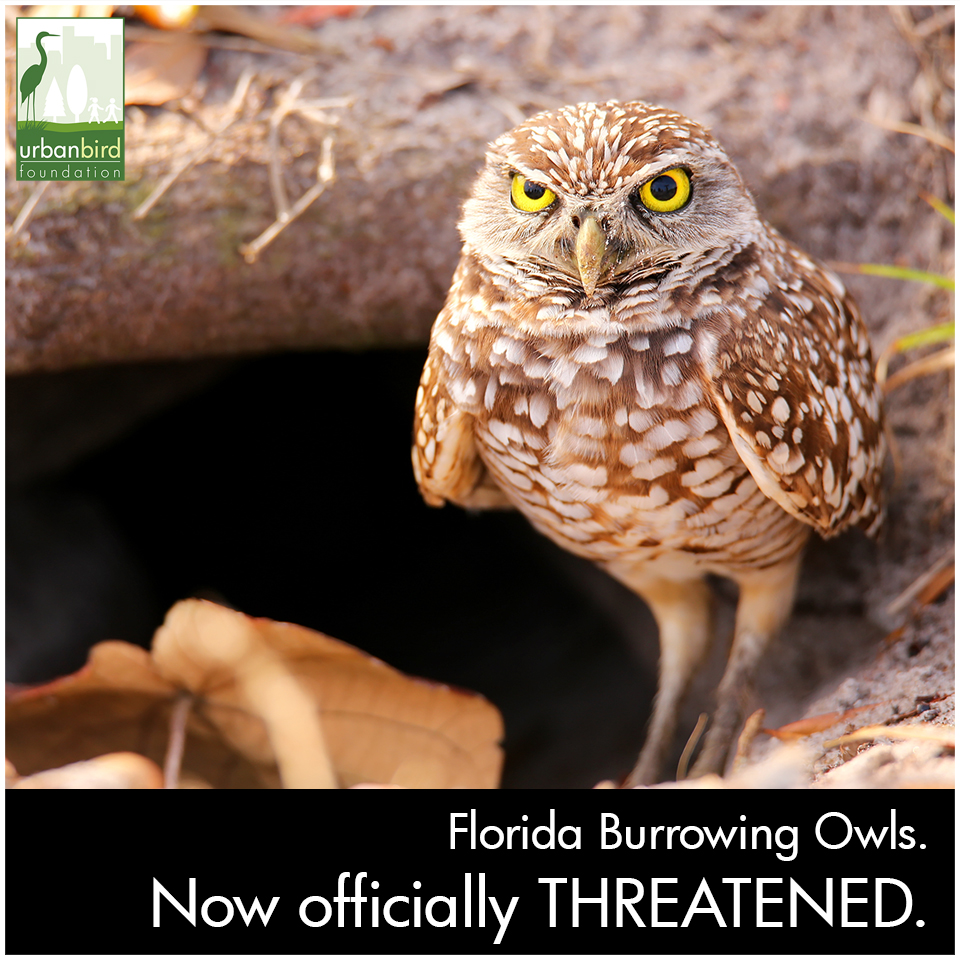 Florida Burrowing Owl becomes a state listed threatened species - Urban ...