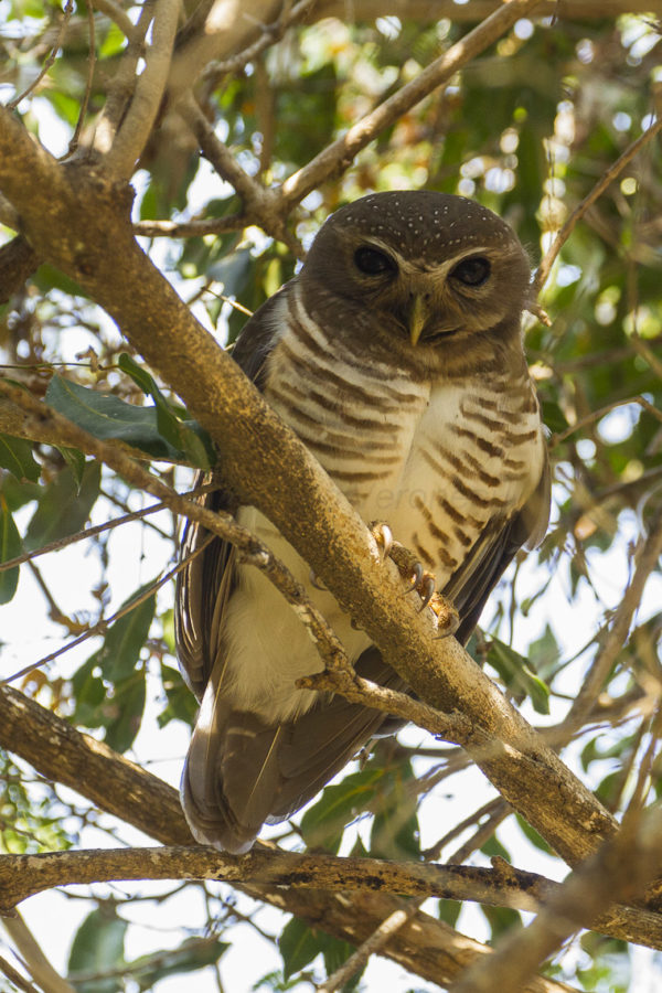 6 irresistibly cute small owls named after the Greek goddess of wisdom ...