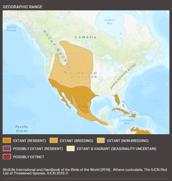 Burrowing Owl Geographic Range North America - Urban Bird Foundation ...