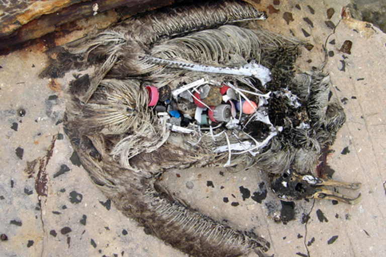 UrbanBird_Plastic_Bird_Ingestion - Urban Bird Foundation | Birds ...