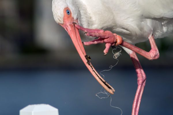 Litterbirds Campaign Takes Flight to Reduce Plastic Entanglements in ...