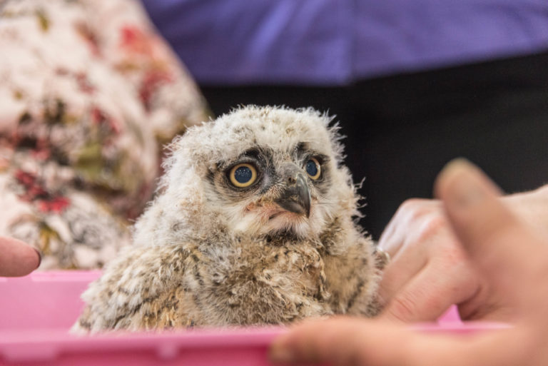 Add a $5 donation to help sponsor a bird rescue - Urban Bird Foundation ...