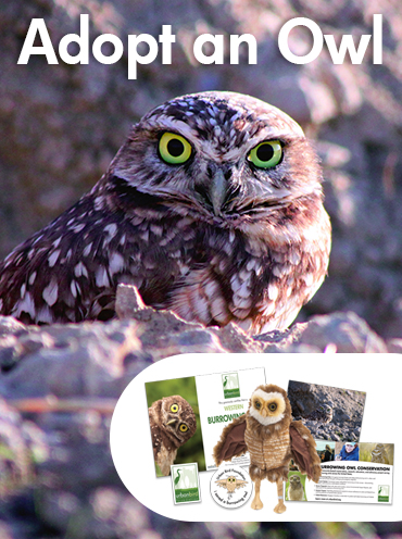 Adopt an Owl - Urban Bird Foundation - Urban Bird Foundation | Birds ...