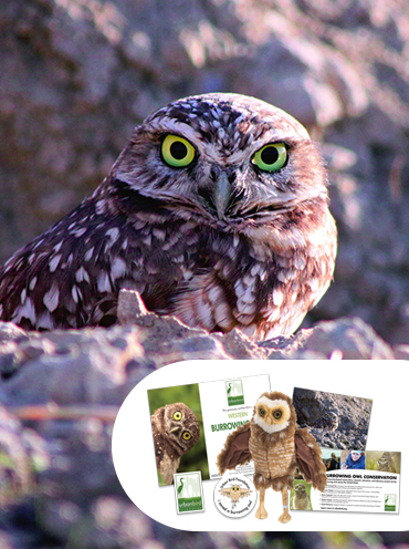 Adopt an Owl - Urban Bird Foundation - Urban Bird Foundation | Birds ...