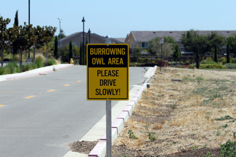 Burrowing Owl Road Sign - Urban Bird Foundation | Birds. People ...